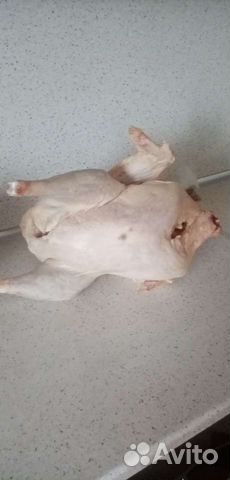 Индюки бролеры