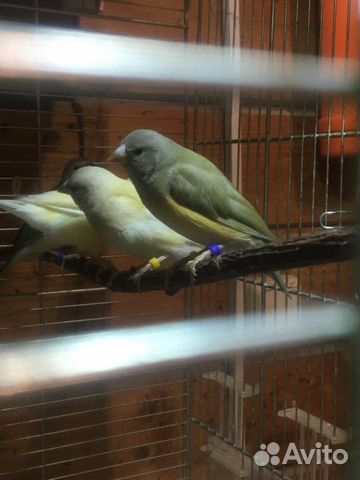 Амадина гульда подростки