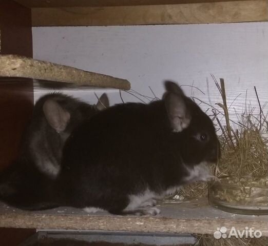 Черный жемчуг,шиншилленок,мальчик,4мес