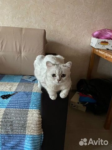 Шотландская