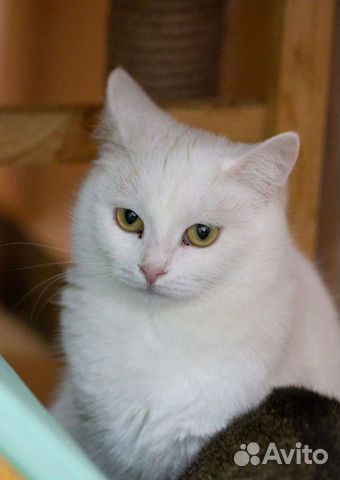 Красавица Адель в добрые руки