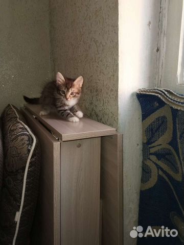 Котята