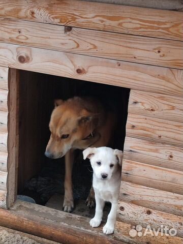 Щенок в добрые руки бесплатно