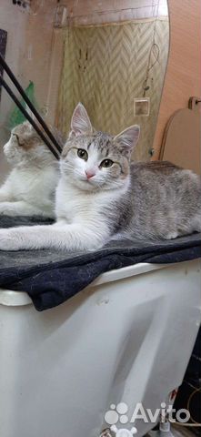 Котик в дар