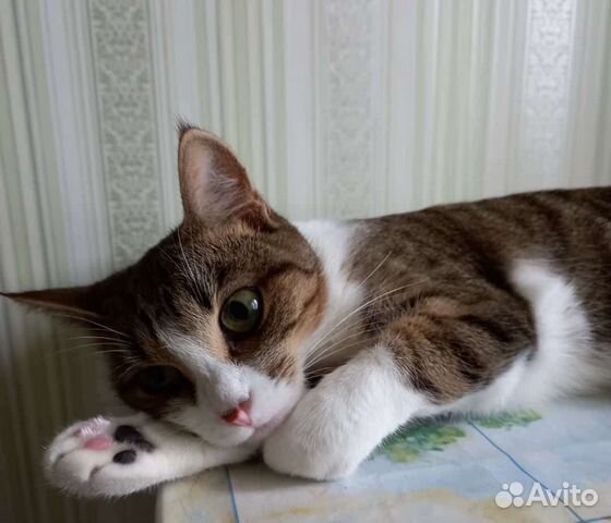 Кошка в дар