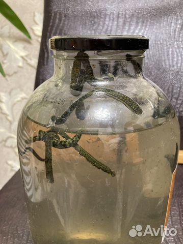 Пиявки медицинские