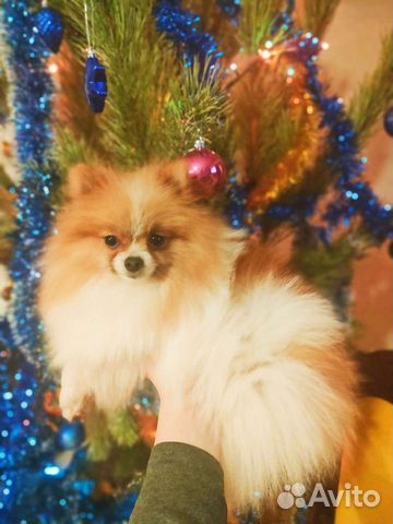 Шпиц ждём дам