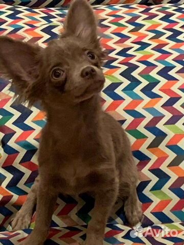 Щенок чихуа кобель