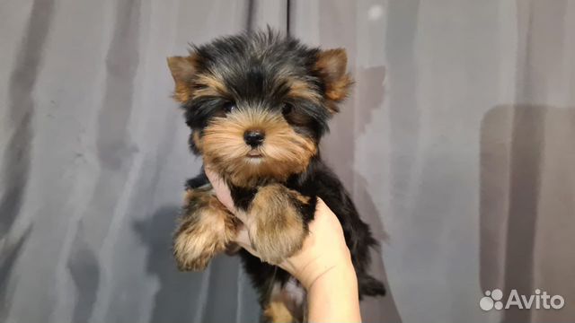 Йоркширский терьер