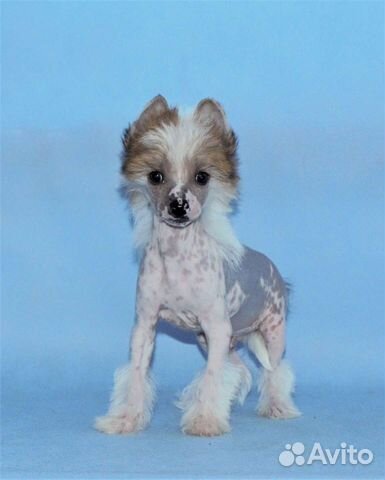 Очень красивые детки