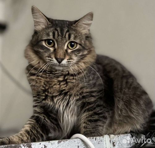 Котодети из приюта ищут своих родителей