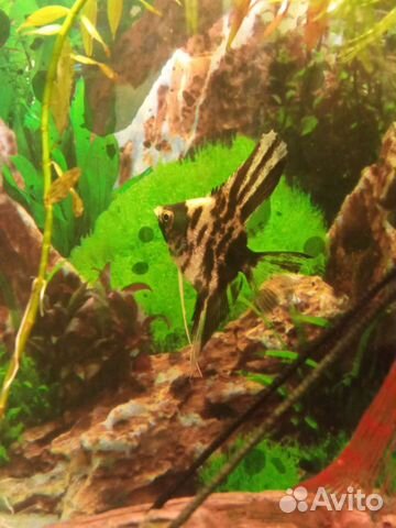 Скалярия мраморная(подросток)