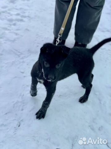 Щенок в добрые руки