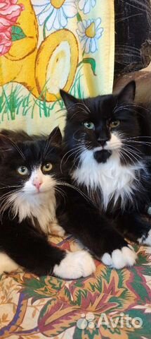 Котики