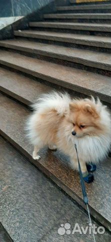 Немецкий шпиц