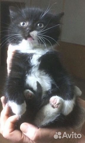 Котенок 1,5 мес Маруся