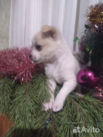 Щеночек Чихуахуа