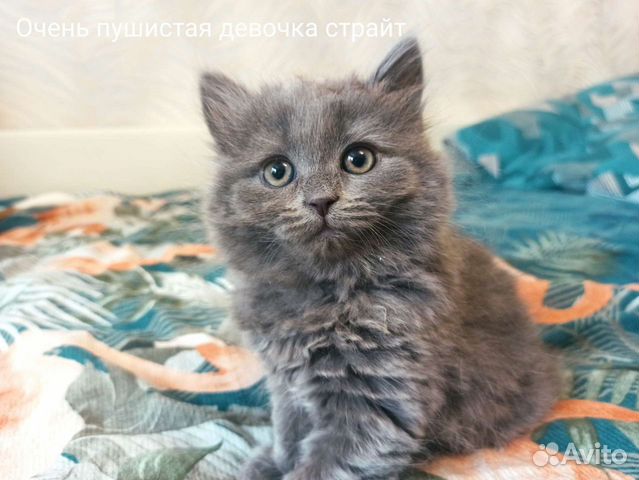 Шотландские котята