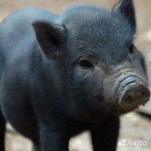 Мини поросенок