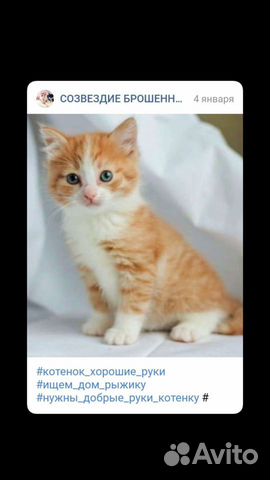 Котенок