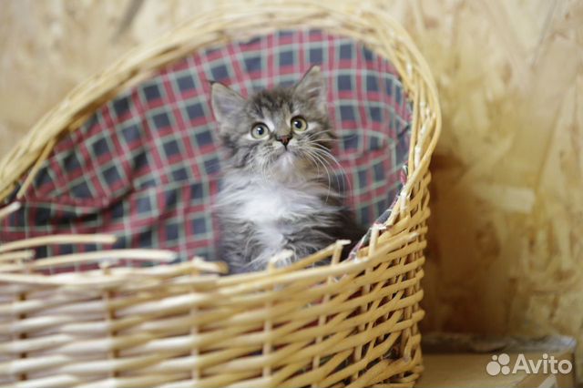 Котенок Нюшенька, 3 месяца, в добрые руки