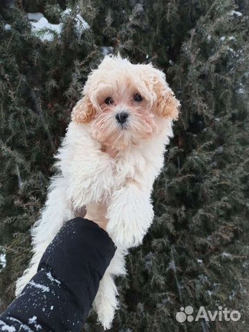 Мальтипу мини девочка Ф1 курносая