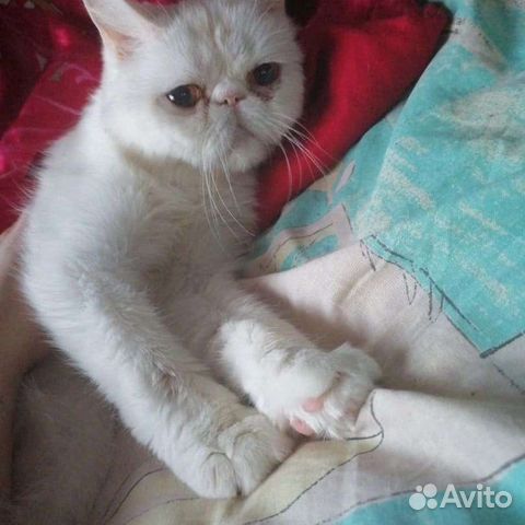 Экзотическая кошка