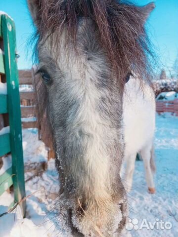 Карликовый королевский пони
