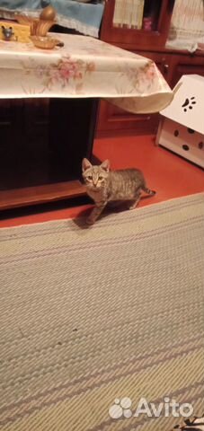 Отдам в добрые руки маленькую кошечку