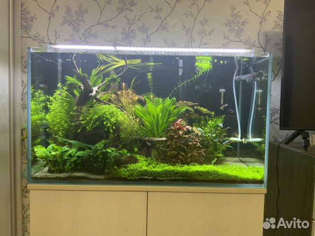 Аквариумные растения