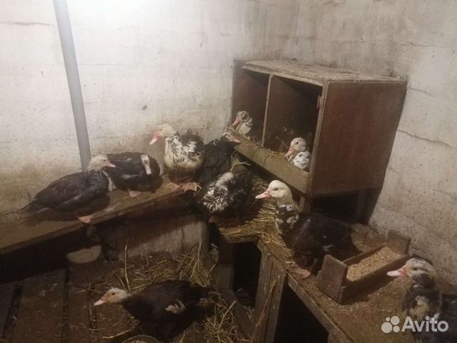 Индоутки коричневые