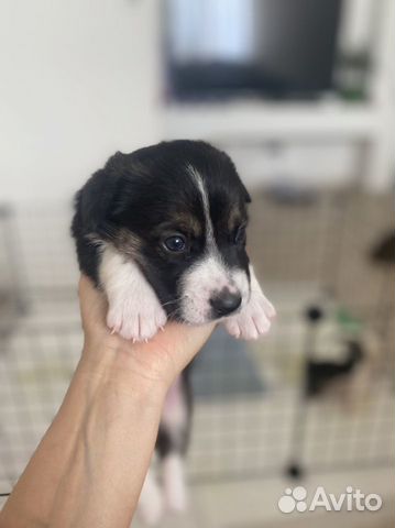 Малышка ищет дом