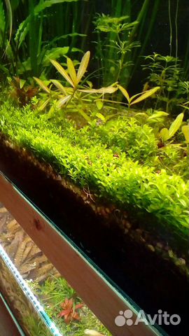 Аквариумное растение