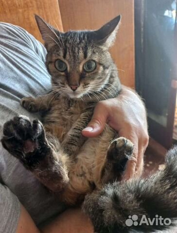 Кошечка в добрые руки