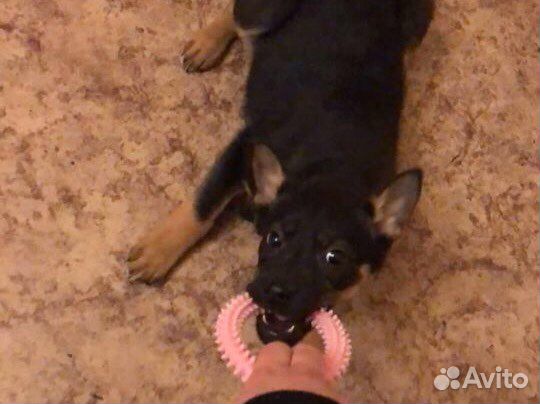 Ненужный подарок, крошка щенок Габи