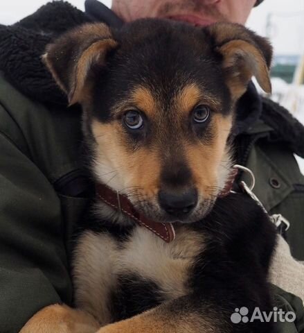 Щенок Мартын, 3 месяца, ищет добрый дом