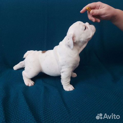 Английский бульдог