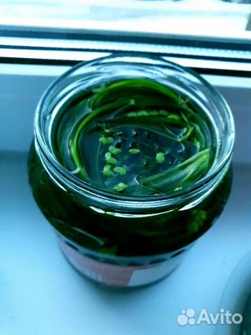 Валиснерия(много), роголистник, ряска