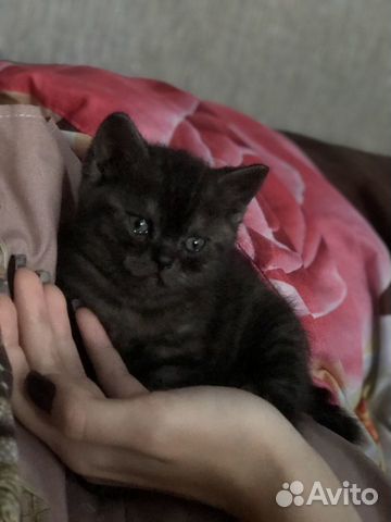 Шотланский котенок черный дым