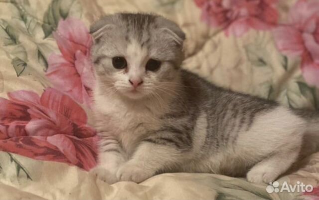 Шотландский вислоухий котенок