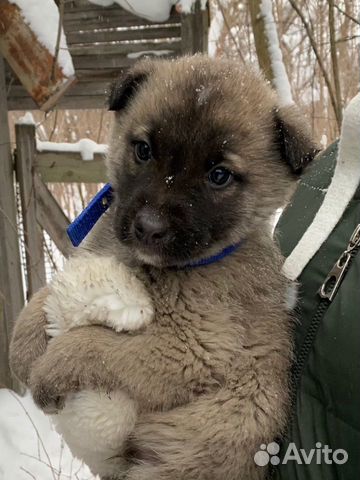 Щенок