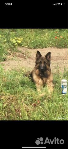 Немецкая овчарка