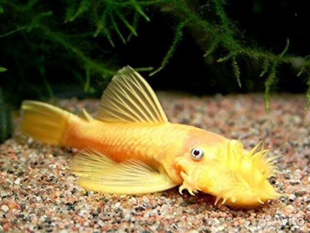 Анциструс, Пецилия редиска, Элодея