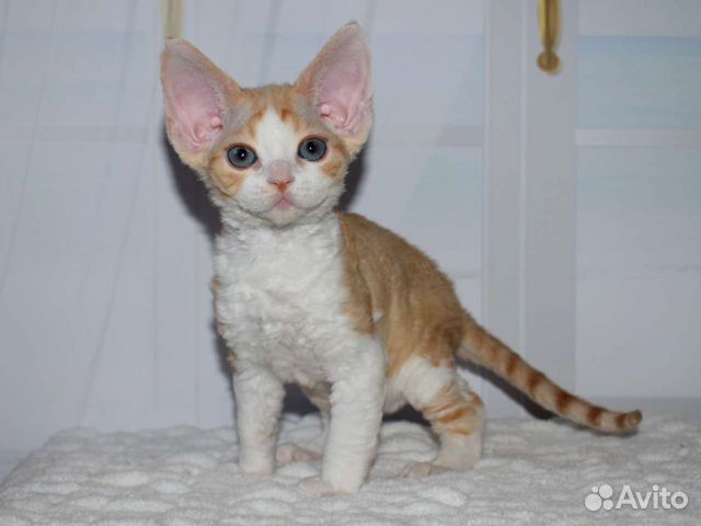 Мальчик девон рекс