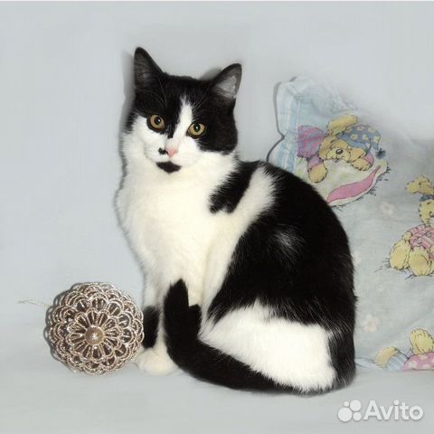 Котёнок 5 месяцев ищет дом