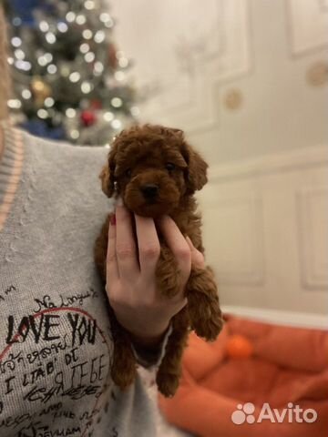 Той пудель маленький мальчик редбраун