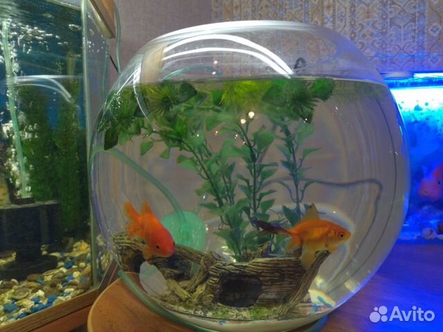 Аквариумные рыбки золотые