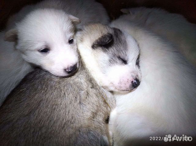 Щенята от лайки