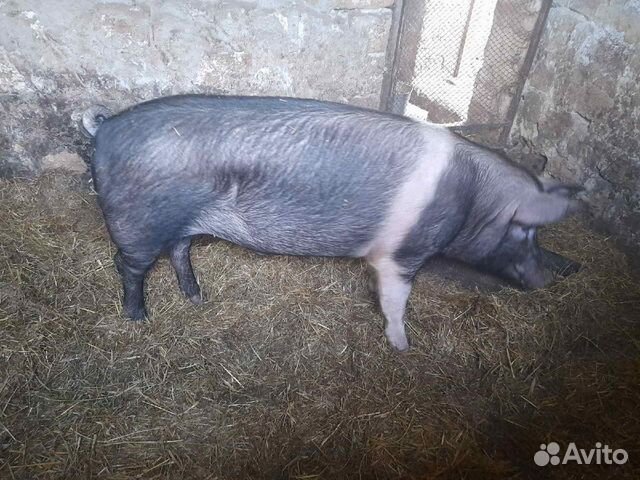 Продам хряка