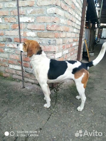 Вязка эстонская гончая